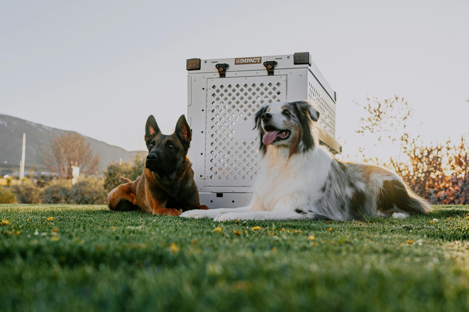 The Importance of Crate Training: A Guide for Pet Owners - truedog.com.au